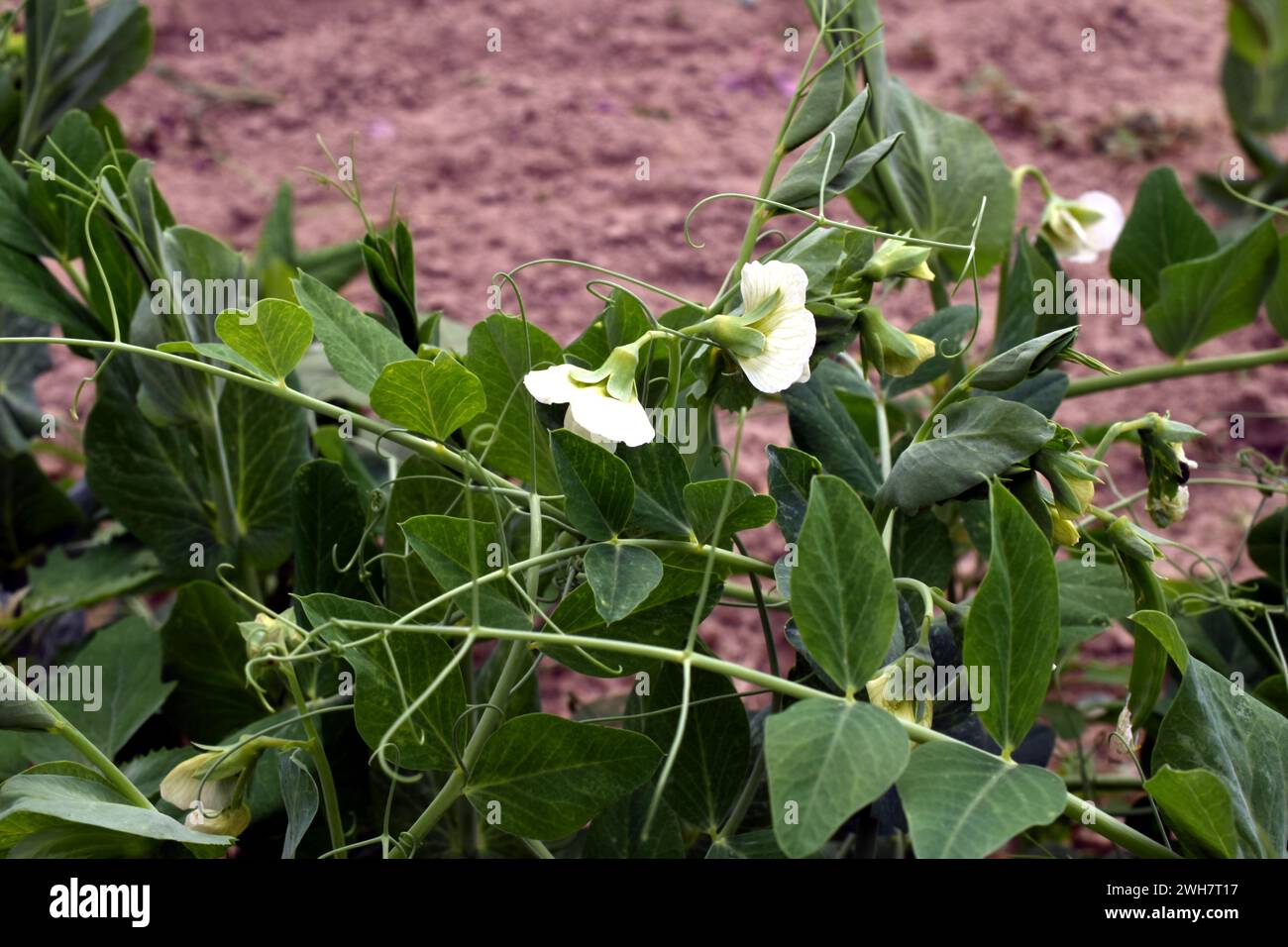 White flowers have appeared on the branches of the pea plant that grows ...