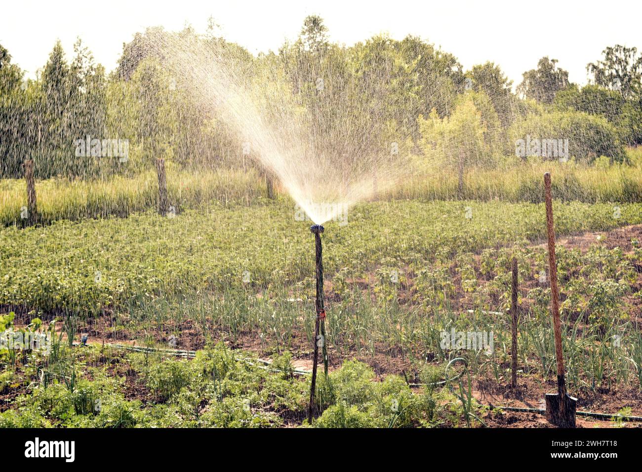 View of the moment of irrigation of the garden. The sprayed water hangs ...