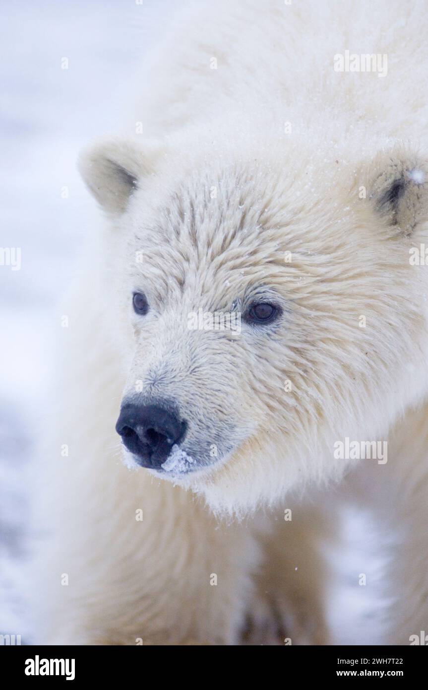 polar bear Ursus maritimus spring cub close up along a barrier island ...
