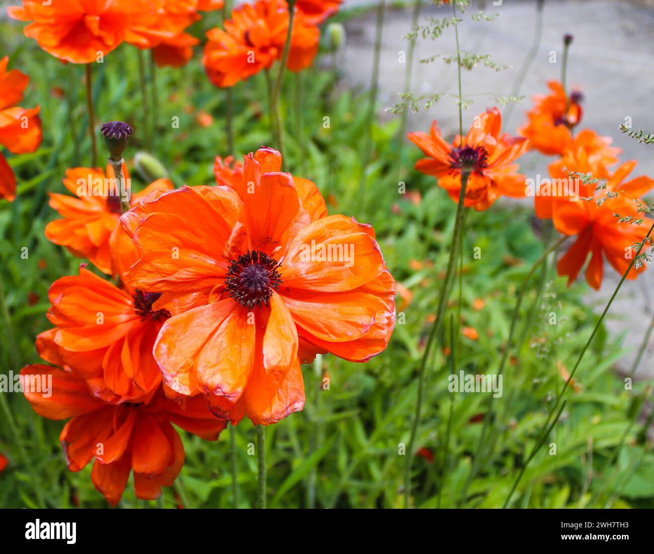 Ruins of Awantipora or Avantipur - historical site in Kashmir. Ruins of ...