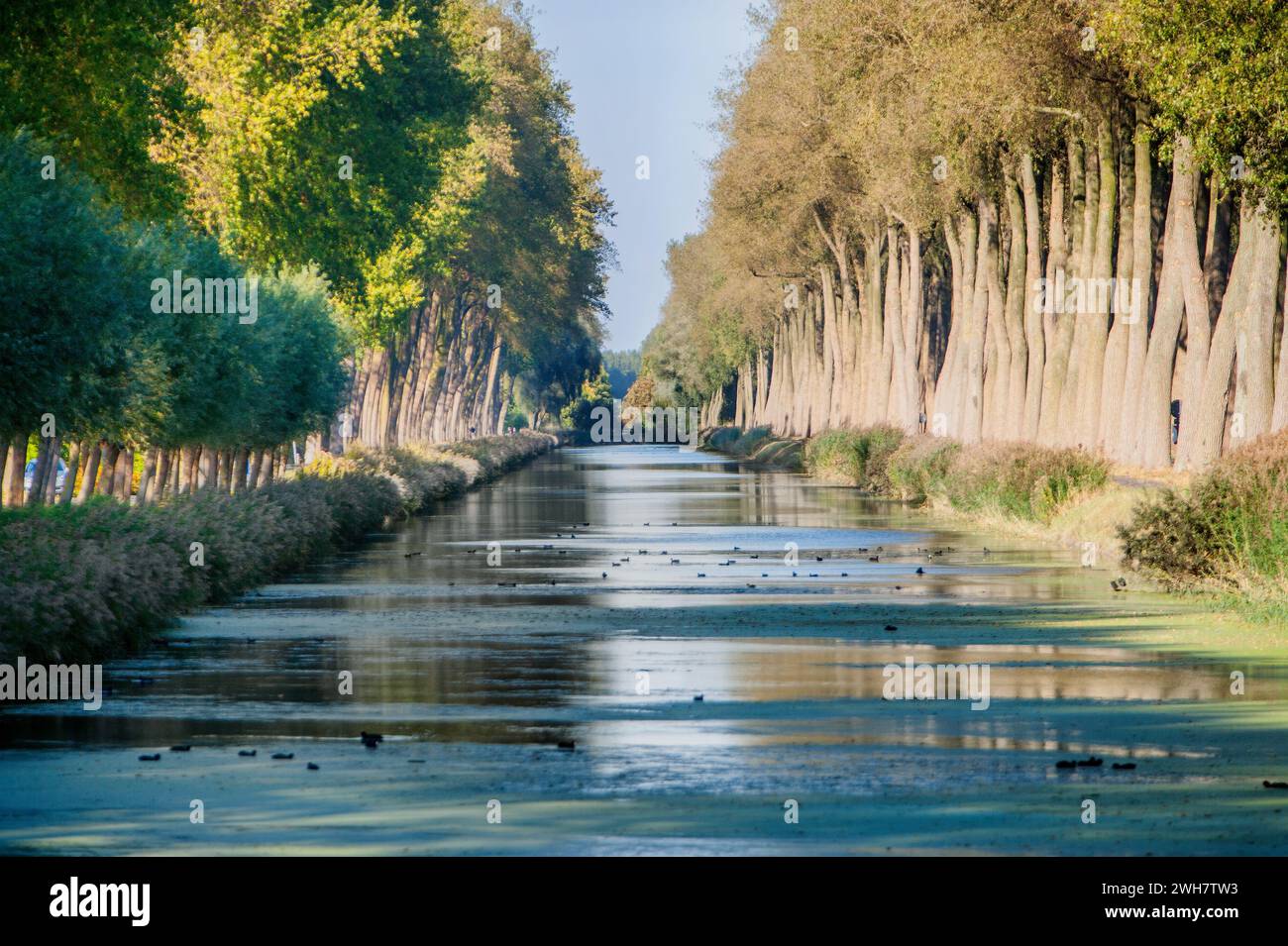 Damme Canal, Damse Vaart, Damme, Flanders, Belgium, Europe Stock Photo ...