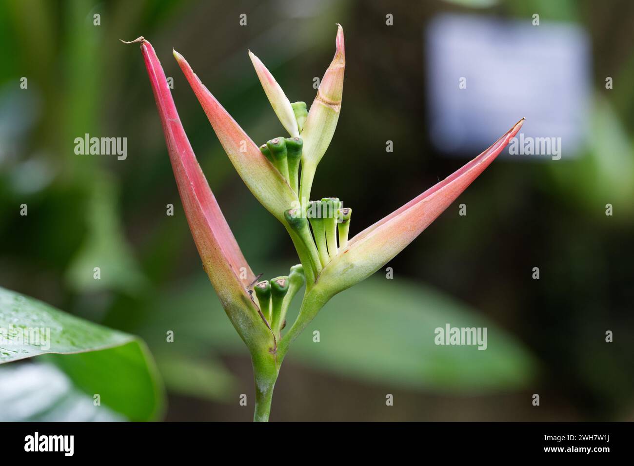 Parrot's Beak flower at Kew Gardens Orchid Festival 2024 Stock Photo ...