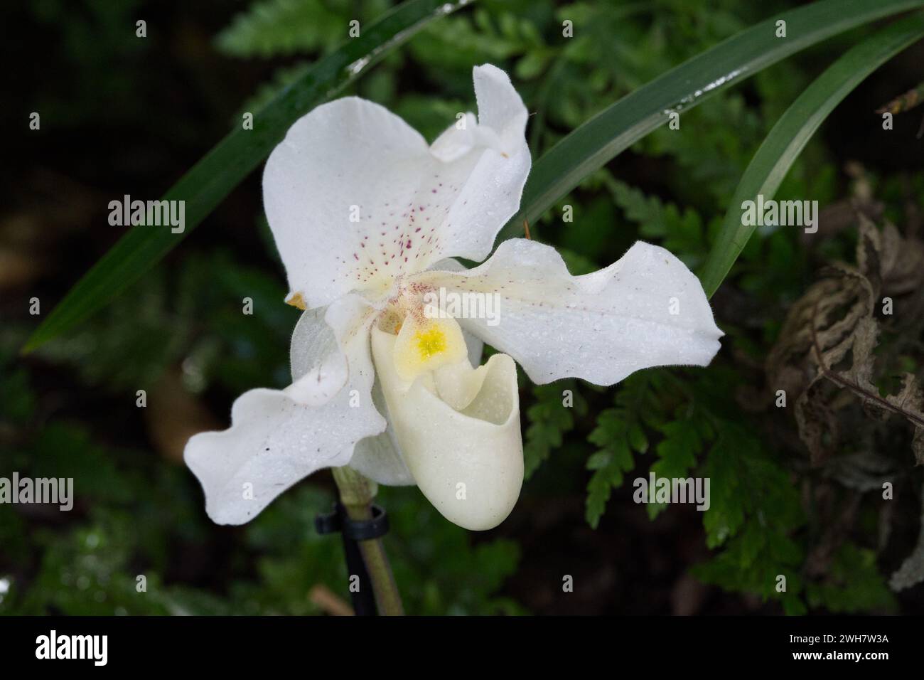 A white vanda orchid flower at Kew Gardens Orchid Festival 2024 Stock ...