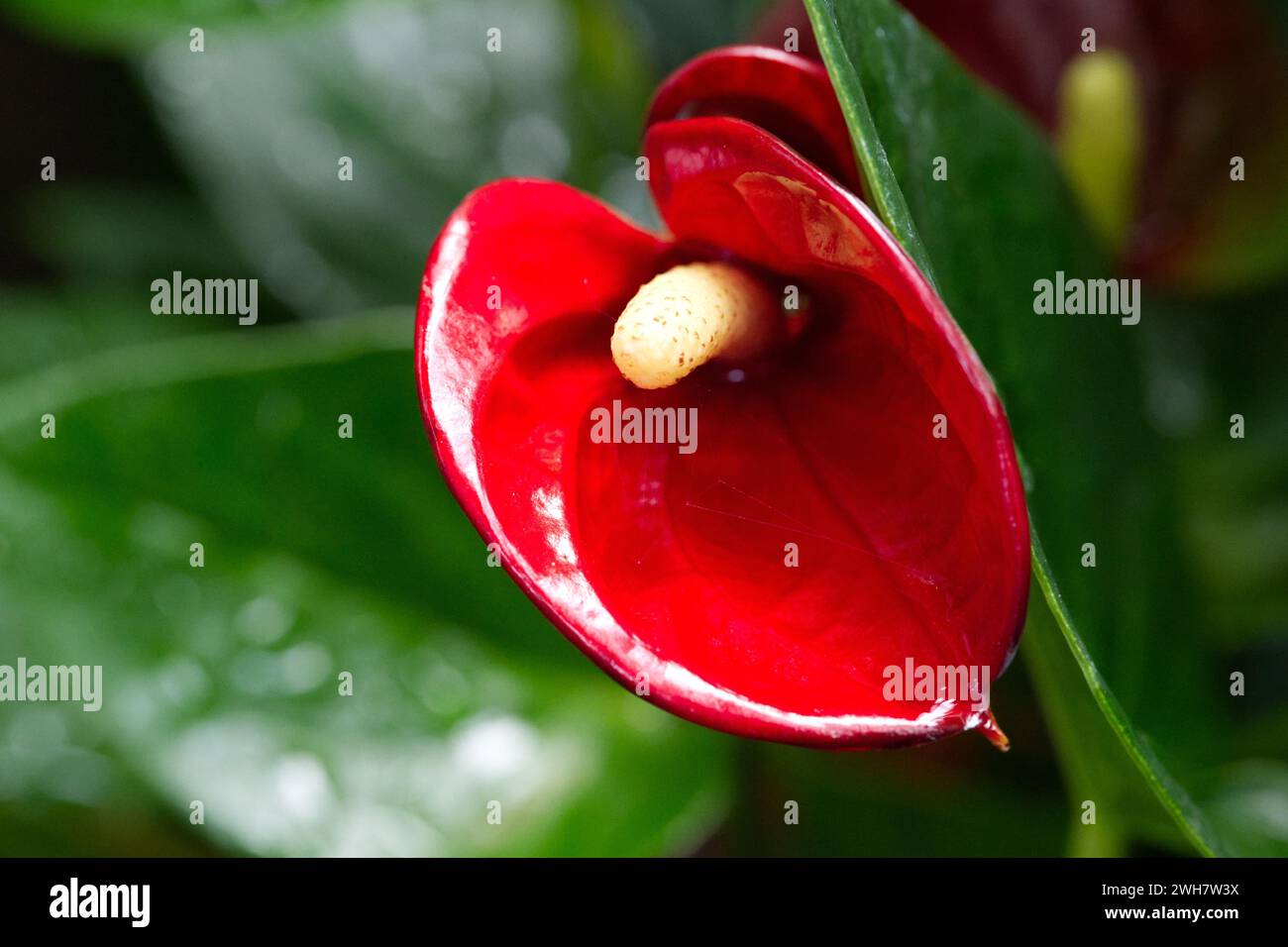 Flamingo lily hi-res stock photography and images - Alamy