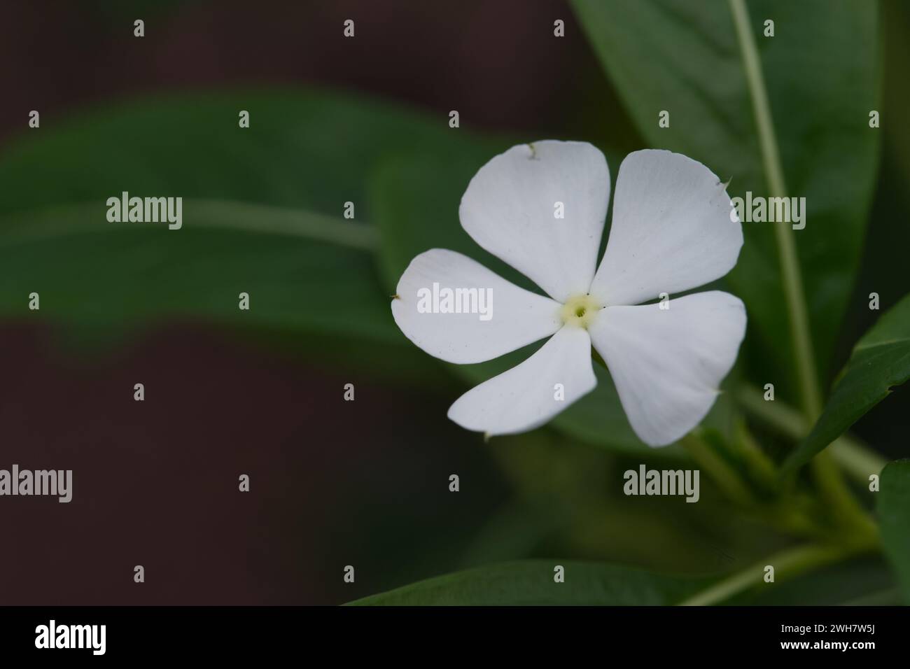 Catharanthus roseus madagascar hi-res stock photography and images - Alamy