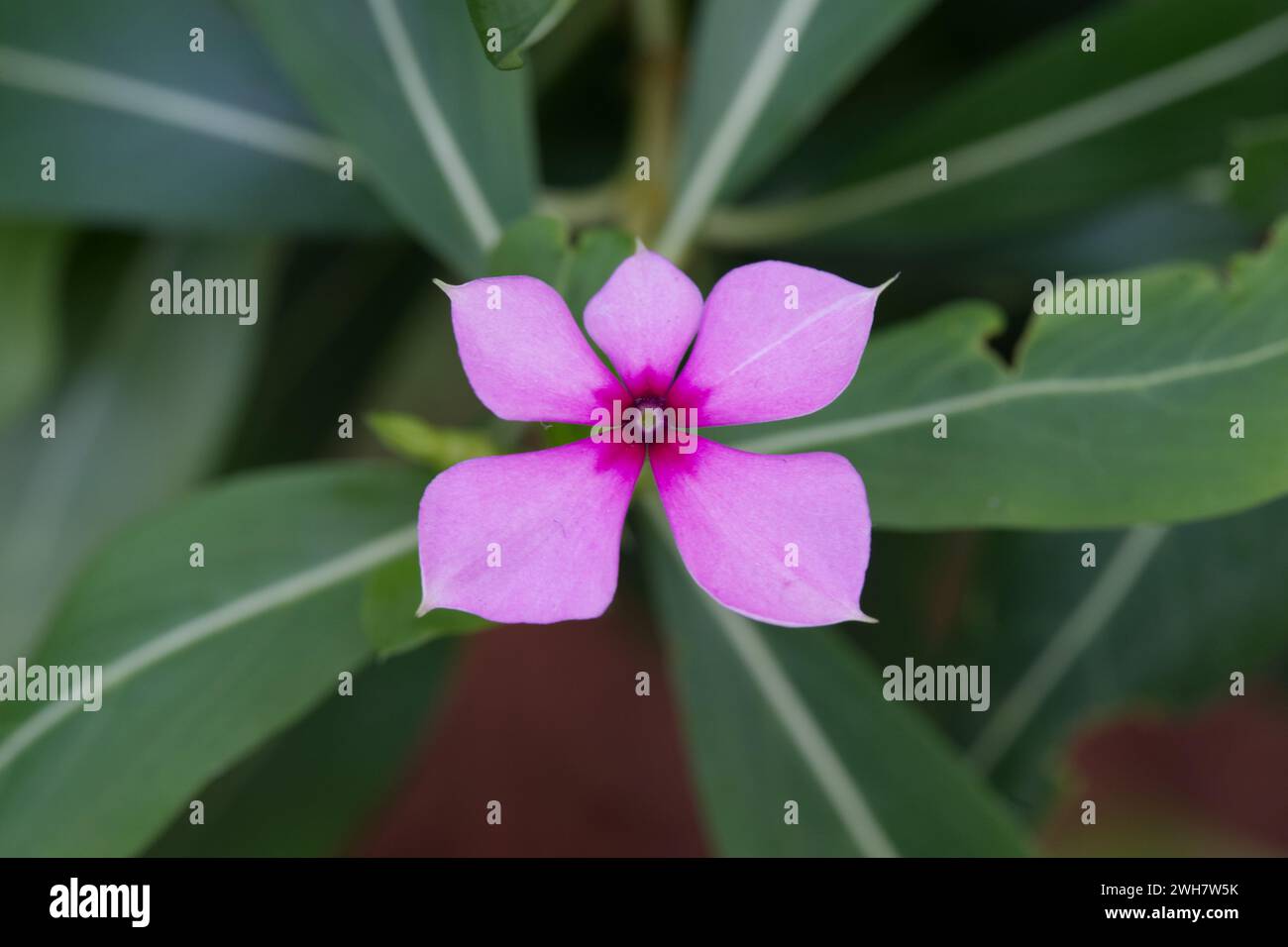 Pink periwinkle flower hi-res stock photography and images - Alamy