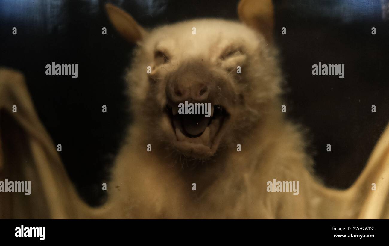 The Grant Museum of Zoology Stock Photo - Alamy