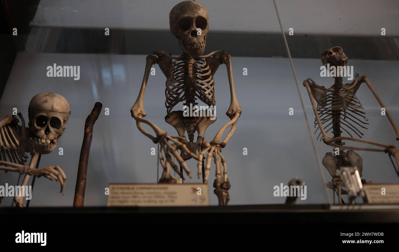 The Grant Museum of Zoology Stock Photo - Alamy