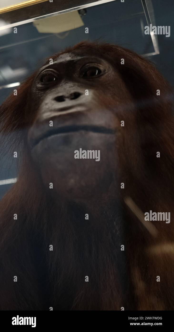 The Grant Museum of Zoology Stock Photo - Alamy