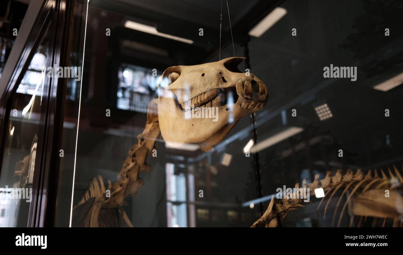 The Grant Museum of Zoology Stock Photo - Alamy