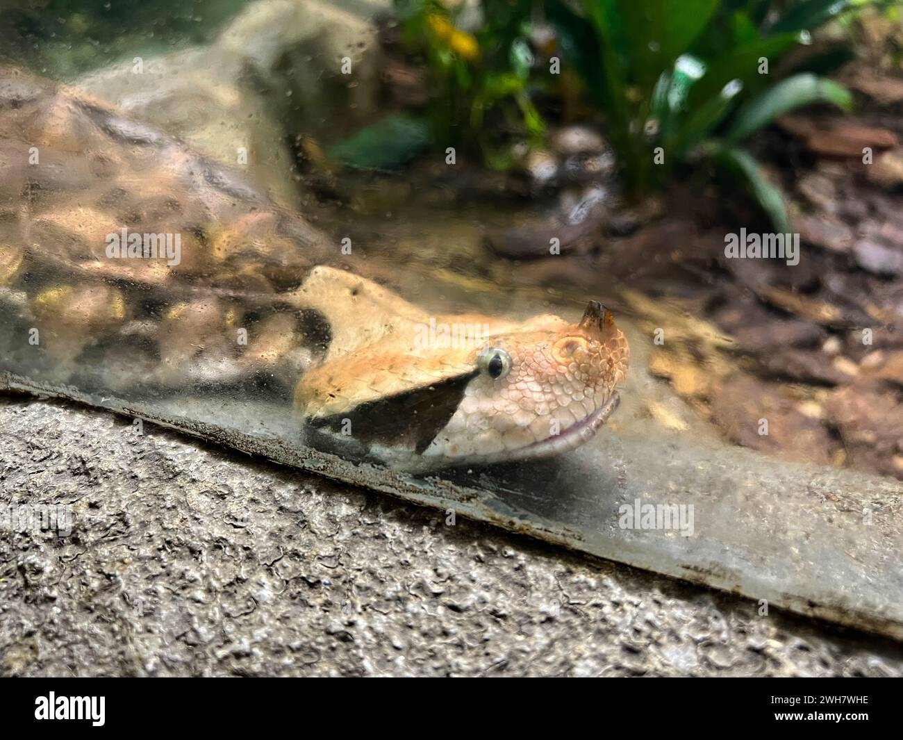 Dangerous snakes of europe hi-res stock photography and images - Alamy