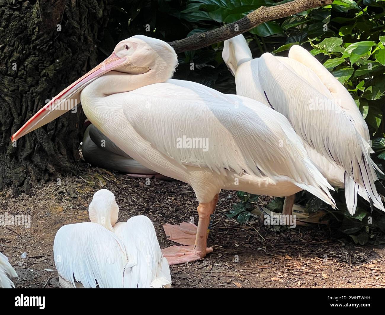 Portrait of a pelican. The pink-backed pelican (Pelecanus rufescens) is ...