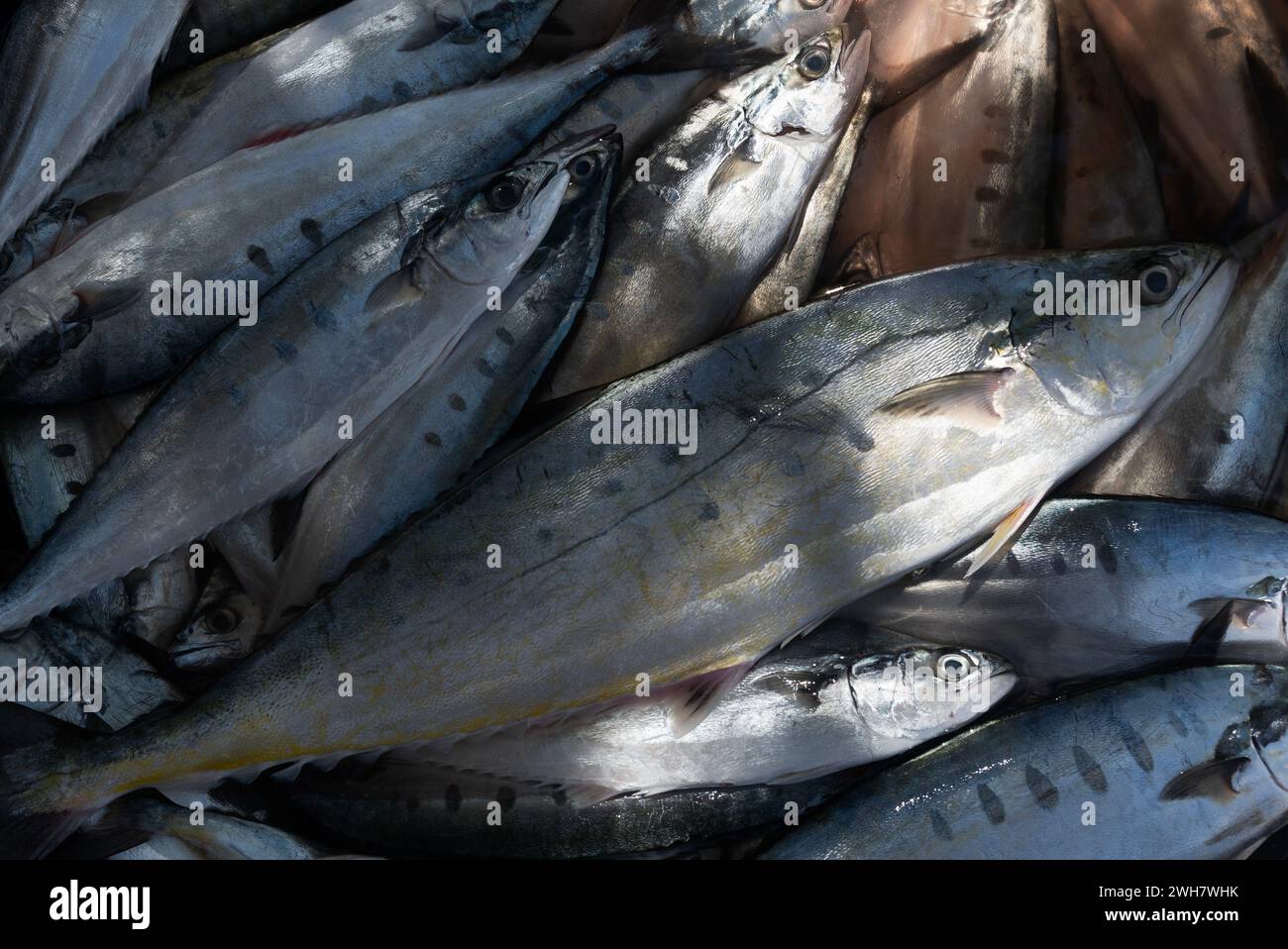 Variety freshly caught fish hi-res stock photography and images - Alamy