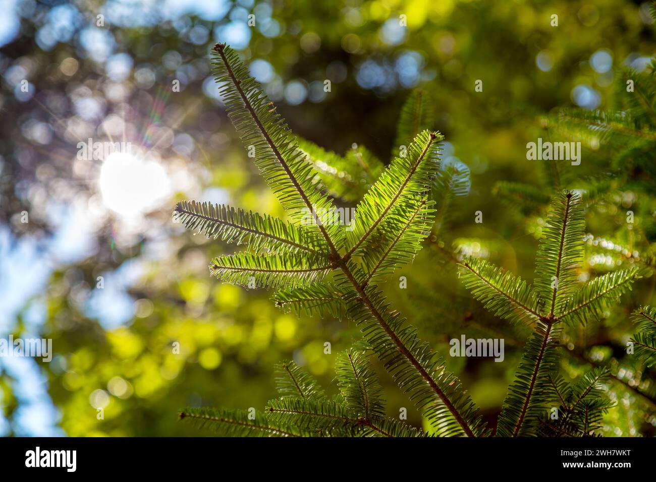 Summer sunshine in a pine forest. Nature background with soft sunlight ...