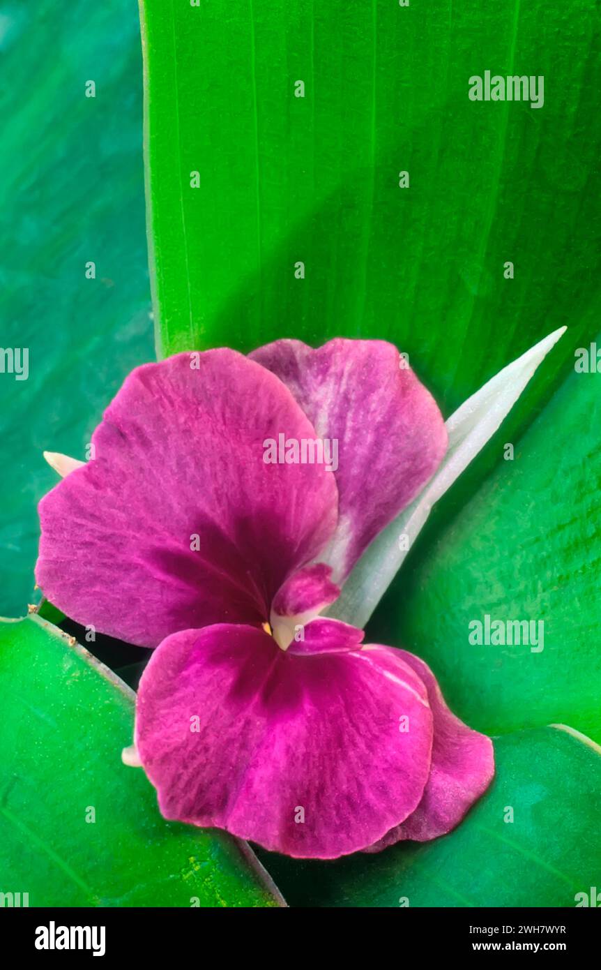 Kencur or aromatic ginger, (Kaempferia galanga), Zingiberaceae ...