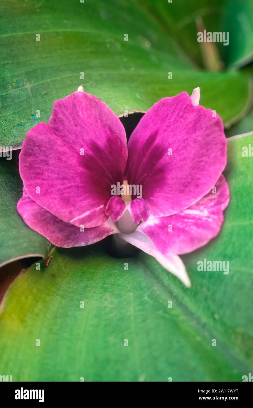 Kencur or aromatic ginger, (Kaempferia galanga), Zingiberaceae ...