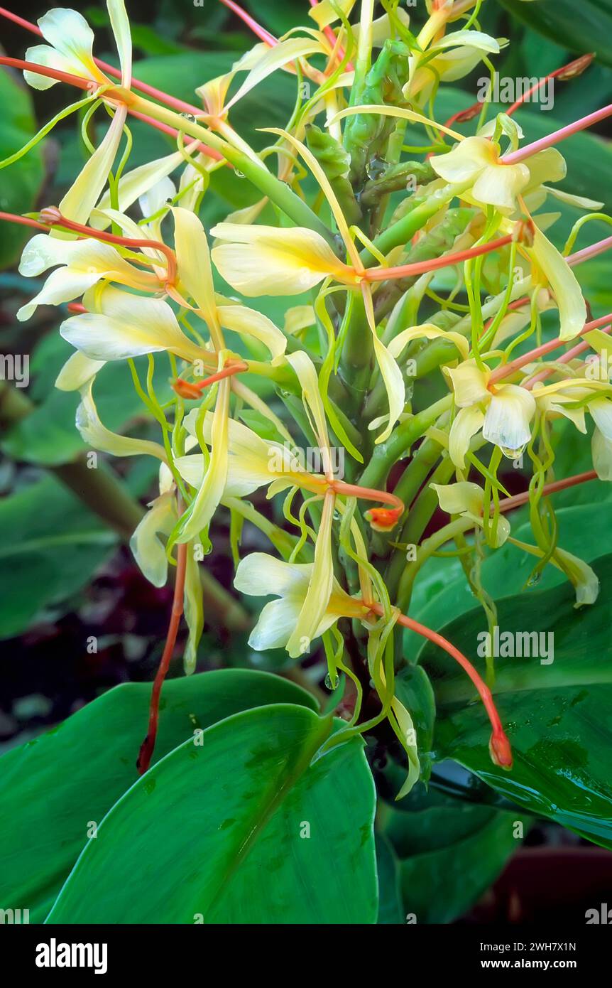 Kahili ginger (Hedychium gardnerianum), Zingiberaceae. Rhizomatous ...