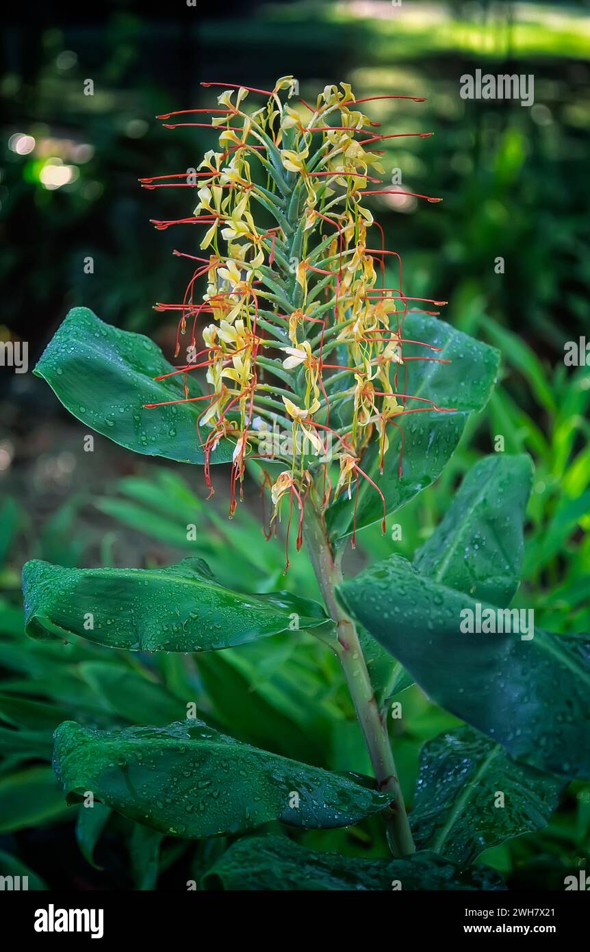 Kahili ginger (Hedychium gardnerianum), Zingiberaceae. Rhizomatous ...