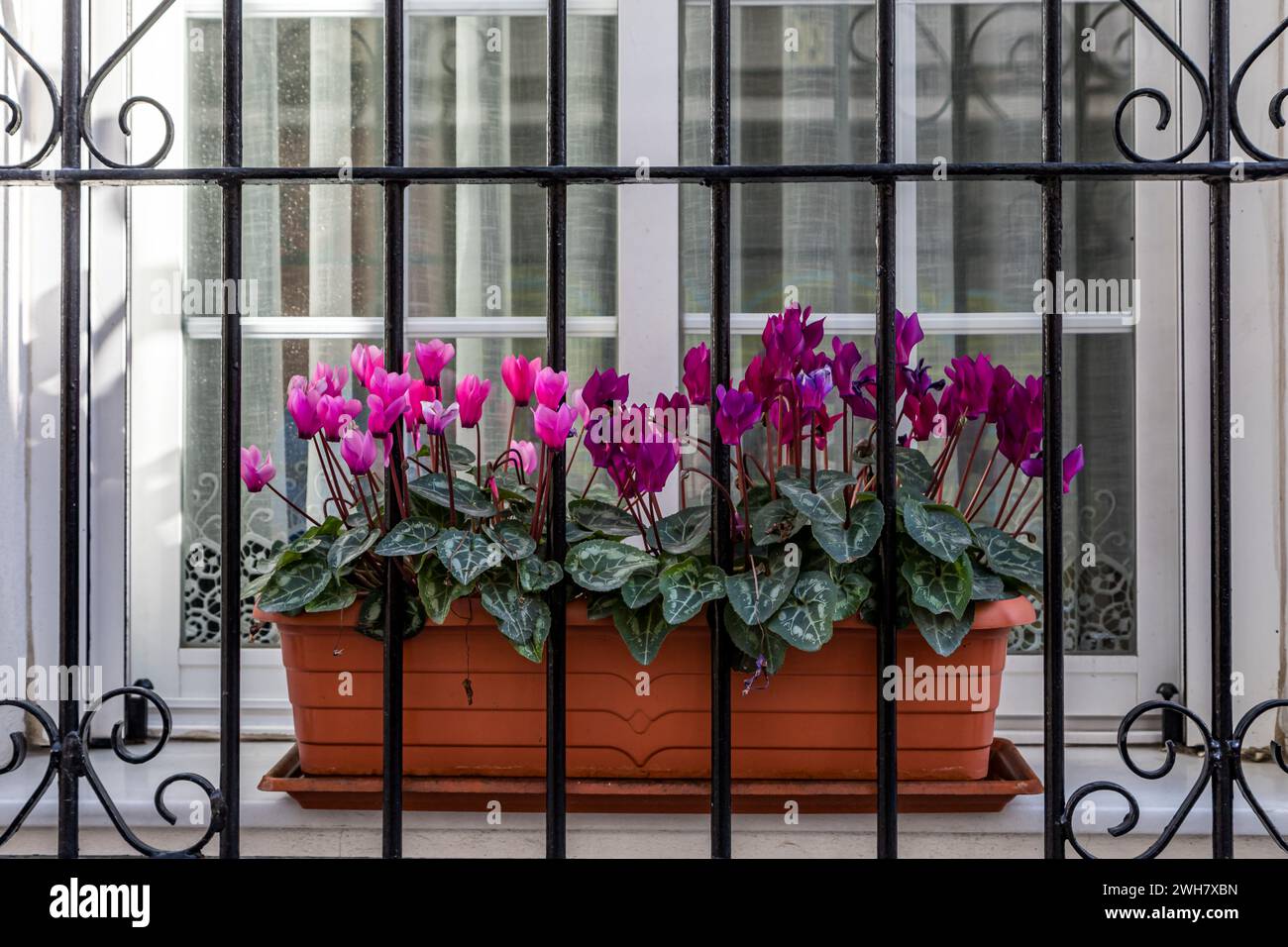 flowers in a flowerbox sitting on a window sill. behind a metal grill ...