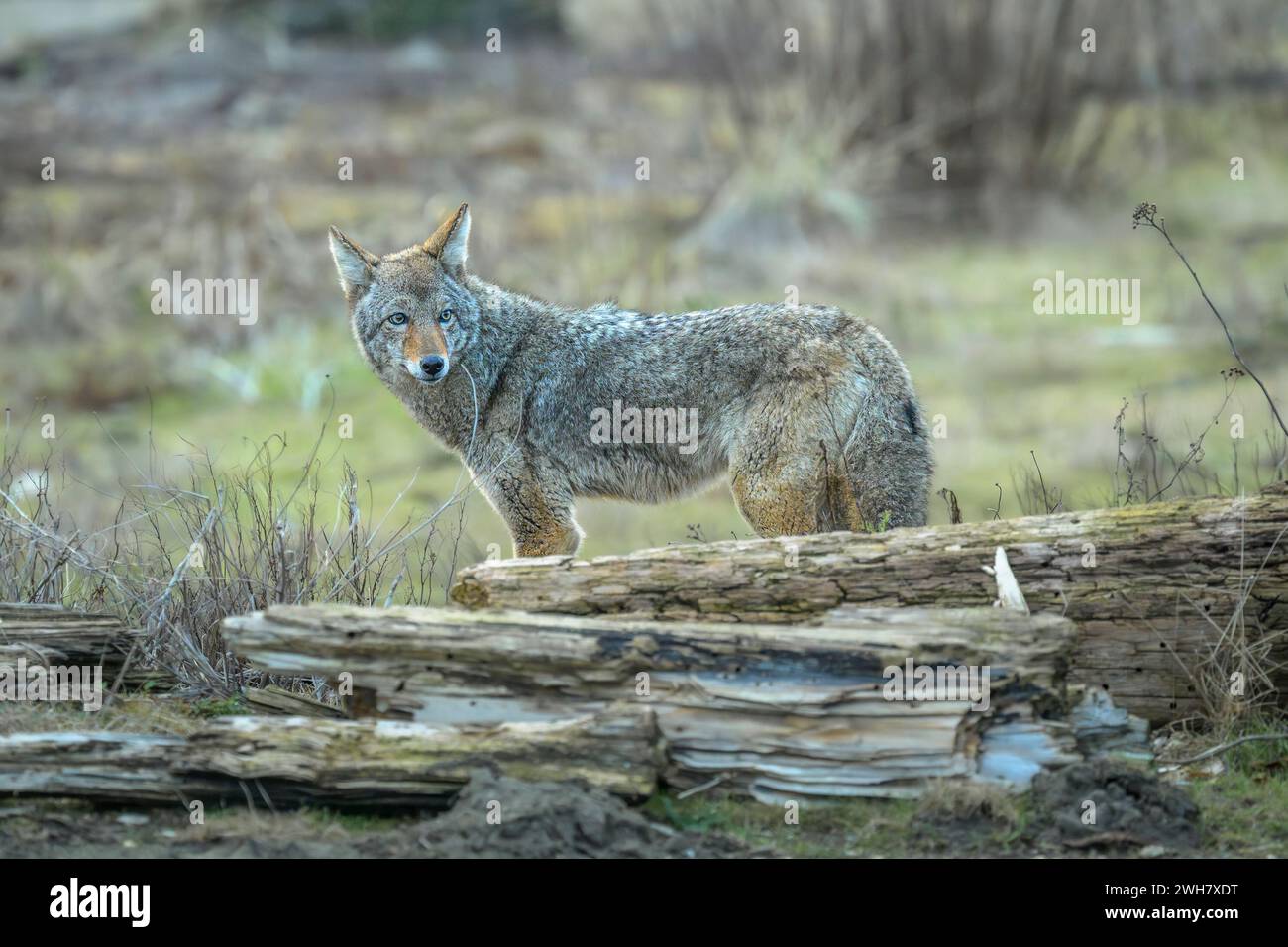 Coyote, Iona Beach Regional Park, Richmond, British Columbia, Canada ...
