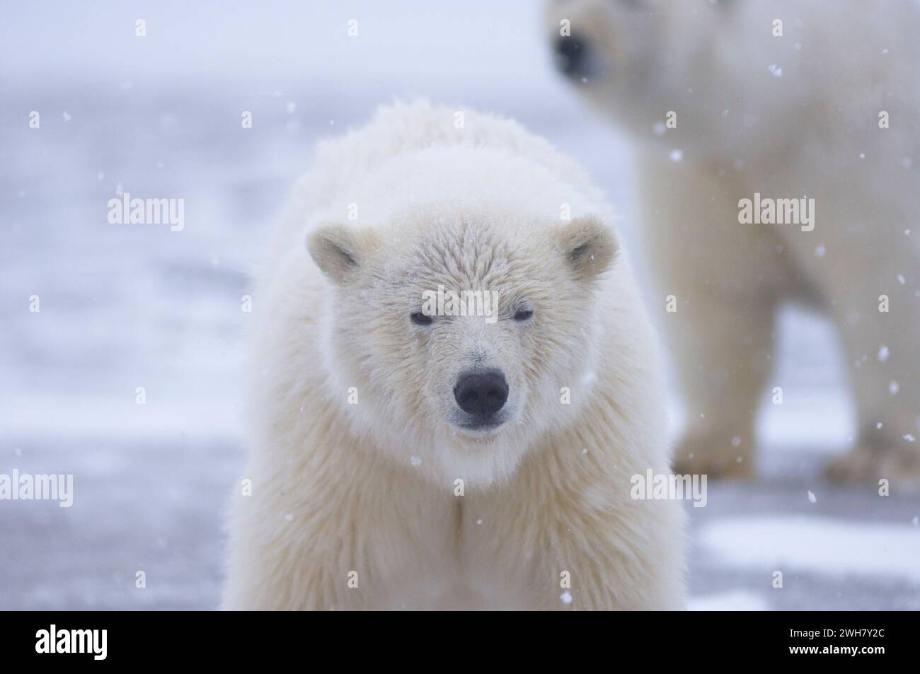 polar bear, Ursus maritimus, curious koy spring cub on newly forming ...