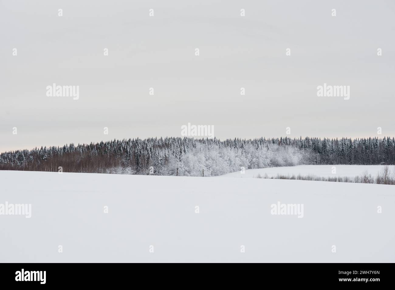 Winter landscape. An open space, a deserted field covered with snow ...