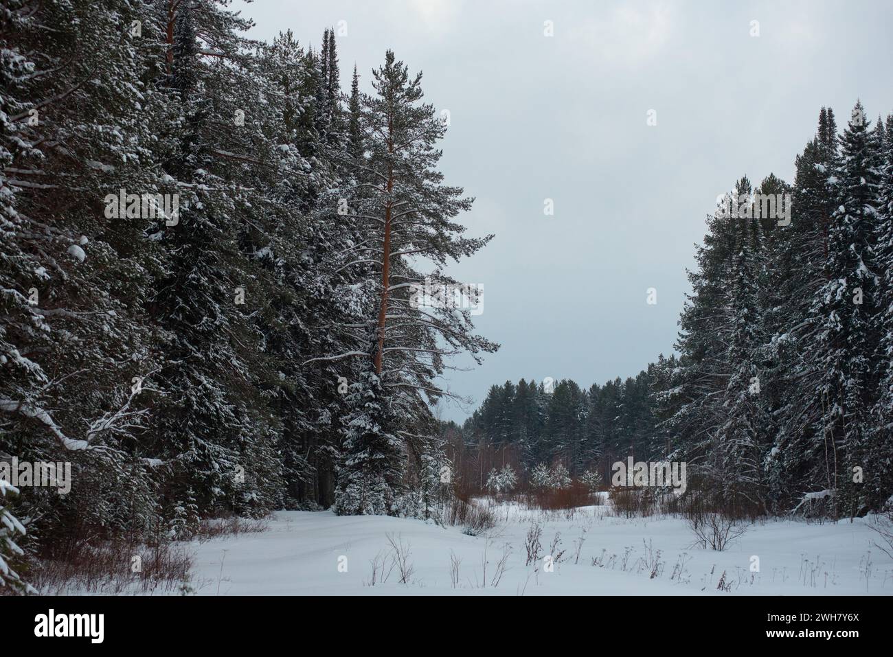 Spruce forest on north beautiful hi-res stock photography and images ...