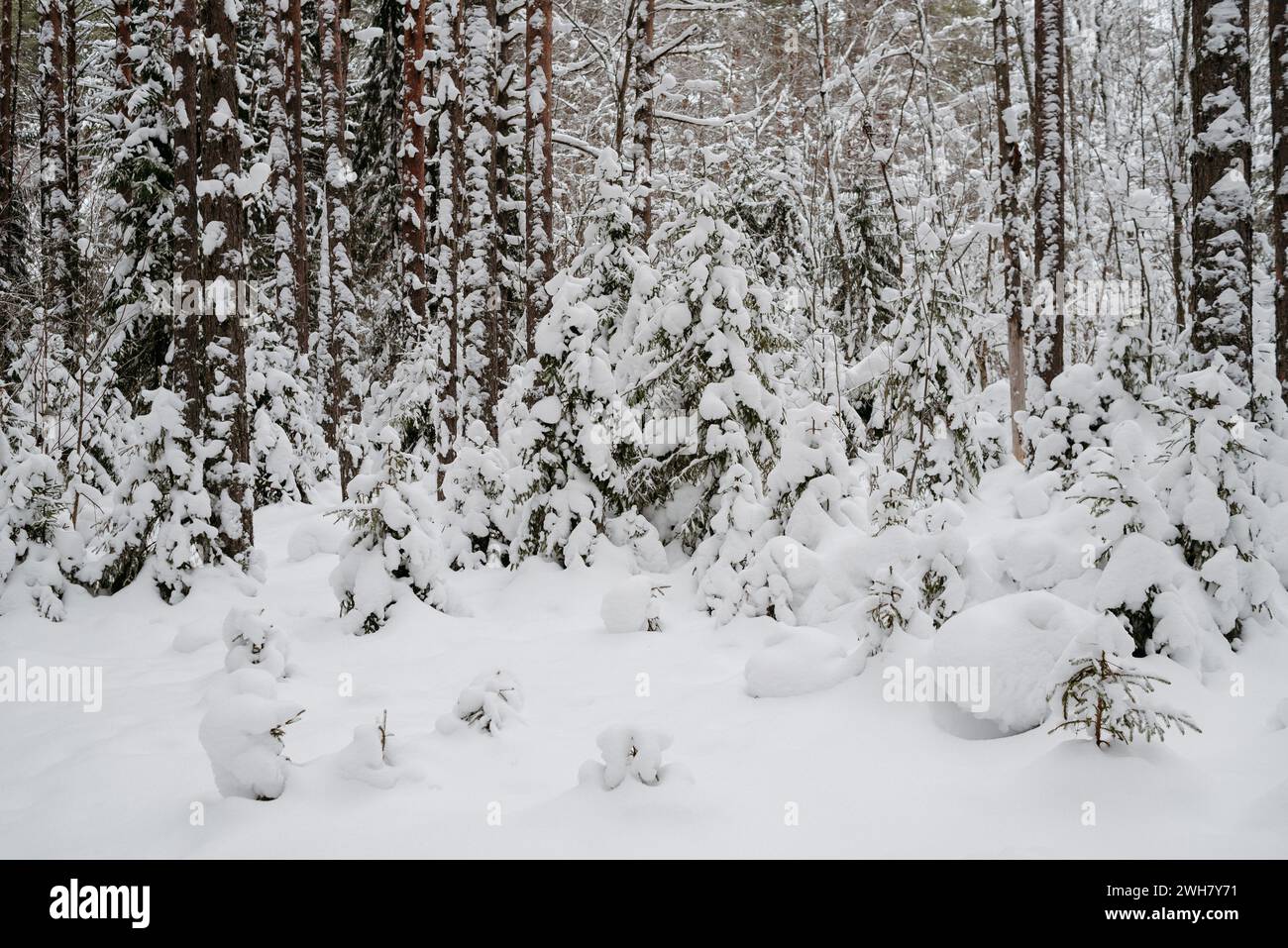 Spruce forest on north beautiful hi-res stock photography and images ...