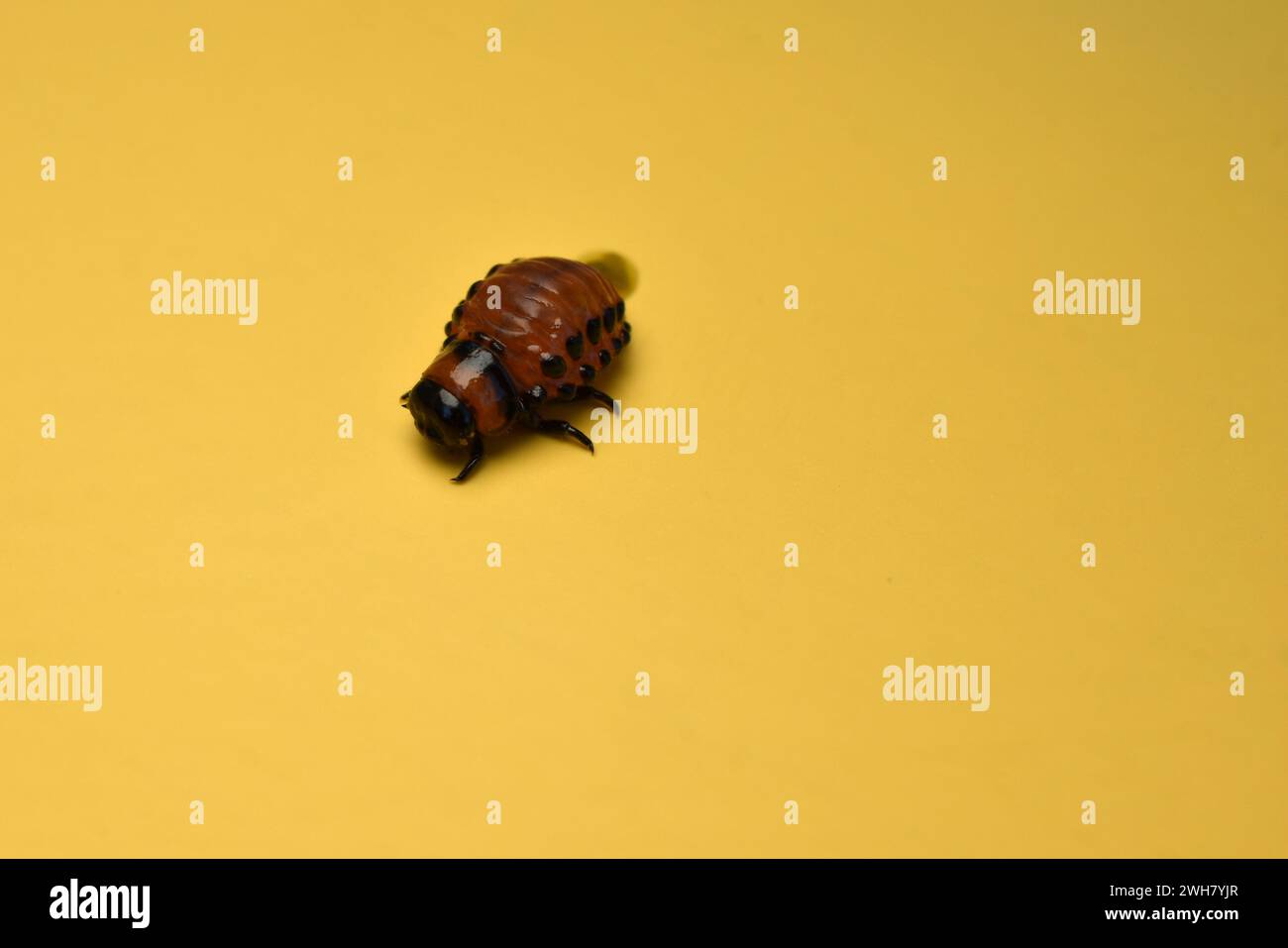 red color with black paws larva of the Colorado potato beetle on a ...