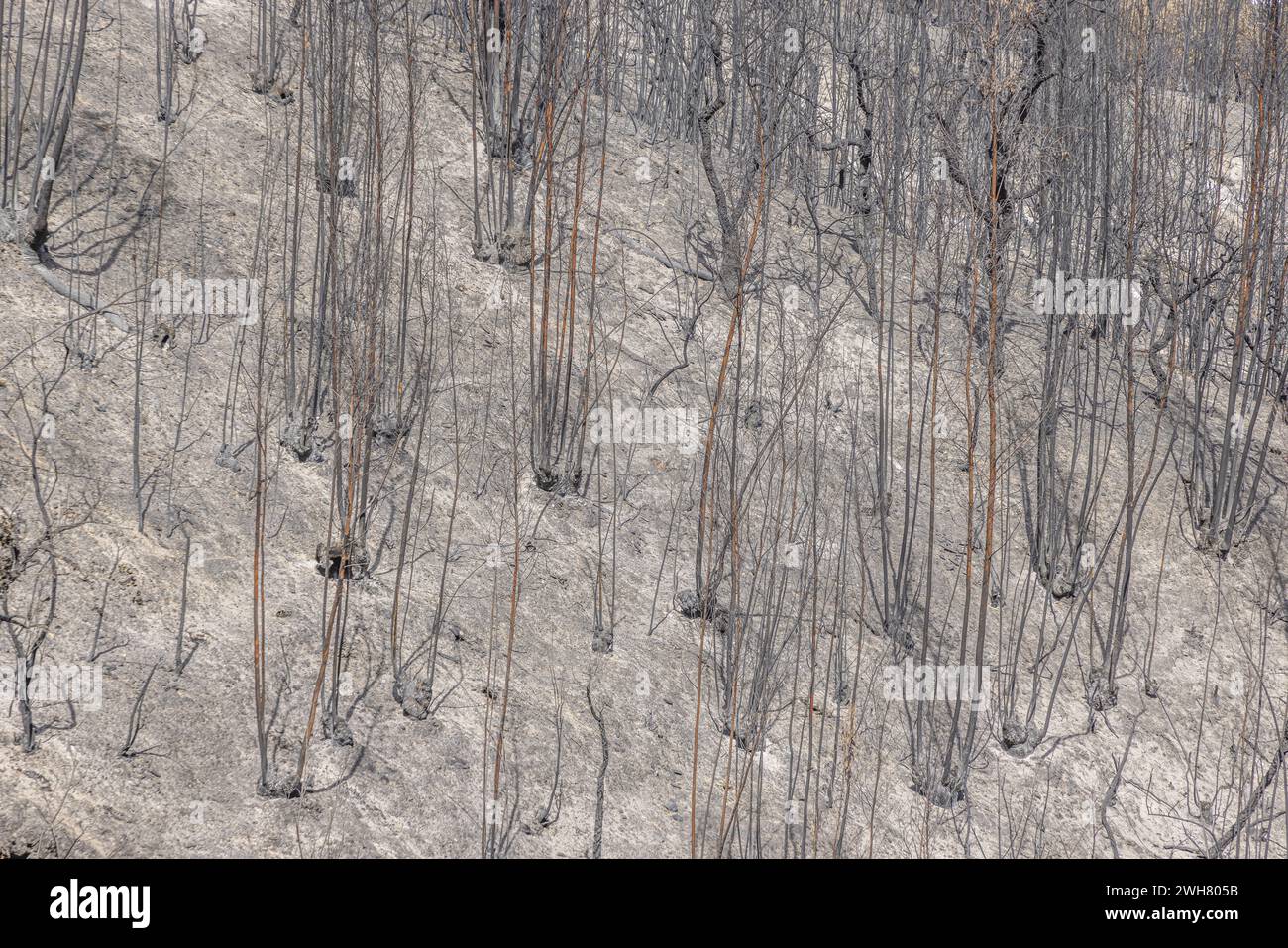 View over a burnt area of forest with black burnt tree stumps during ...