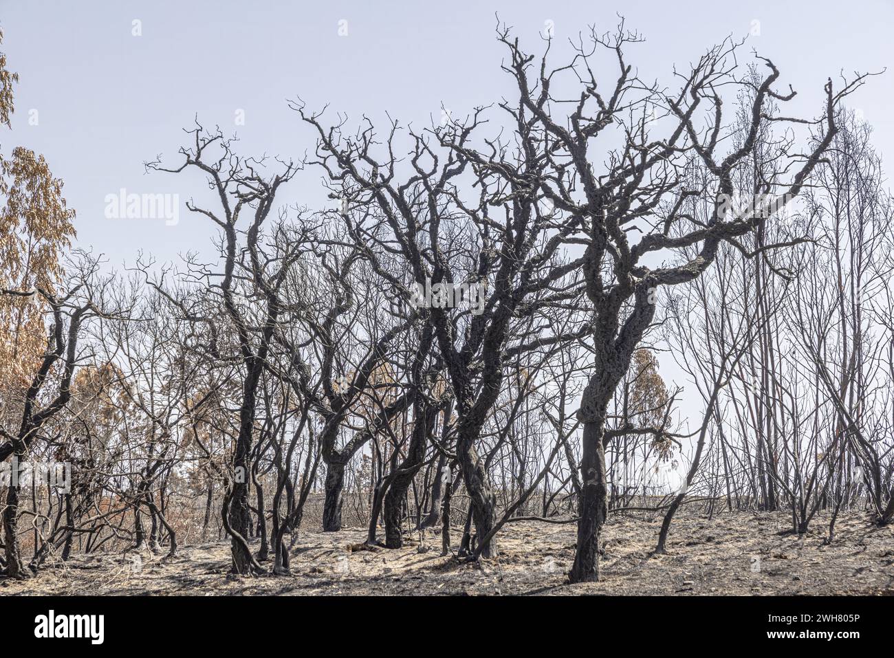 Burned tree stumps hi-res stock photography and images - Alamy