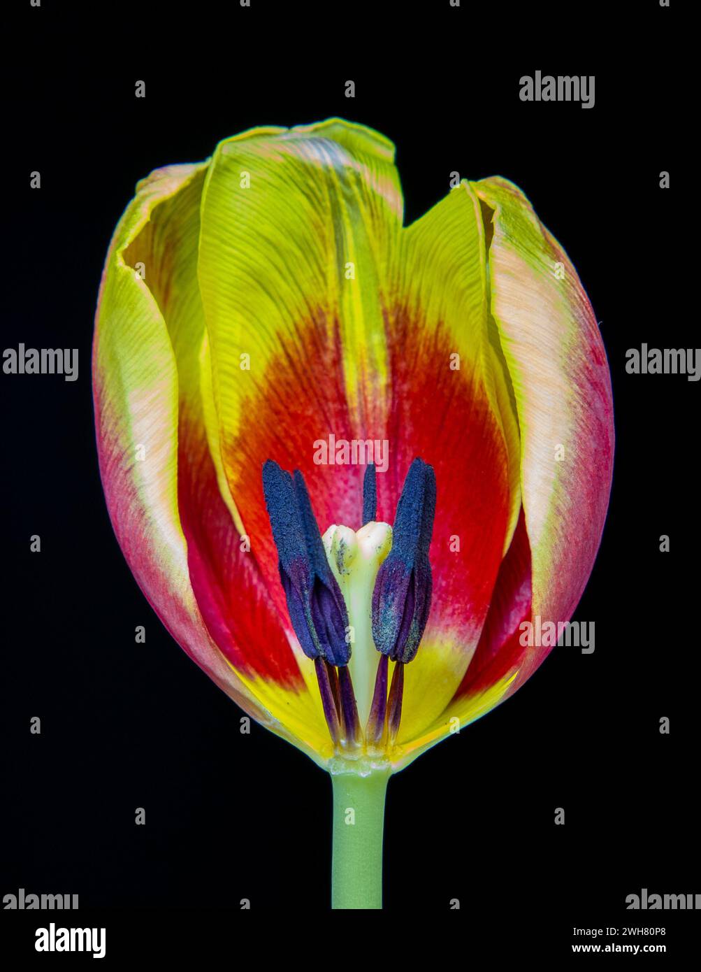 Tulip flower with center cut out, revealing a budding of one Stock ...