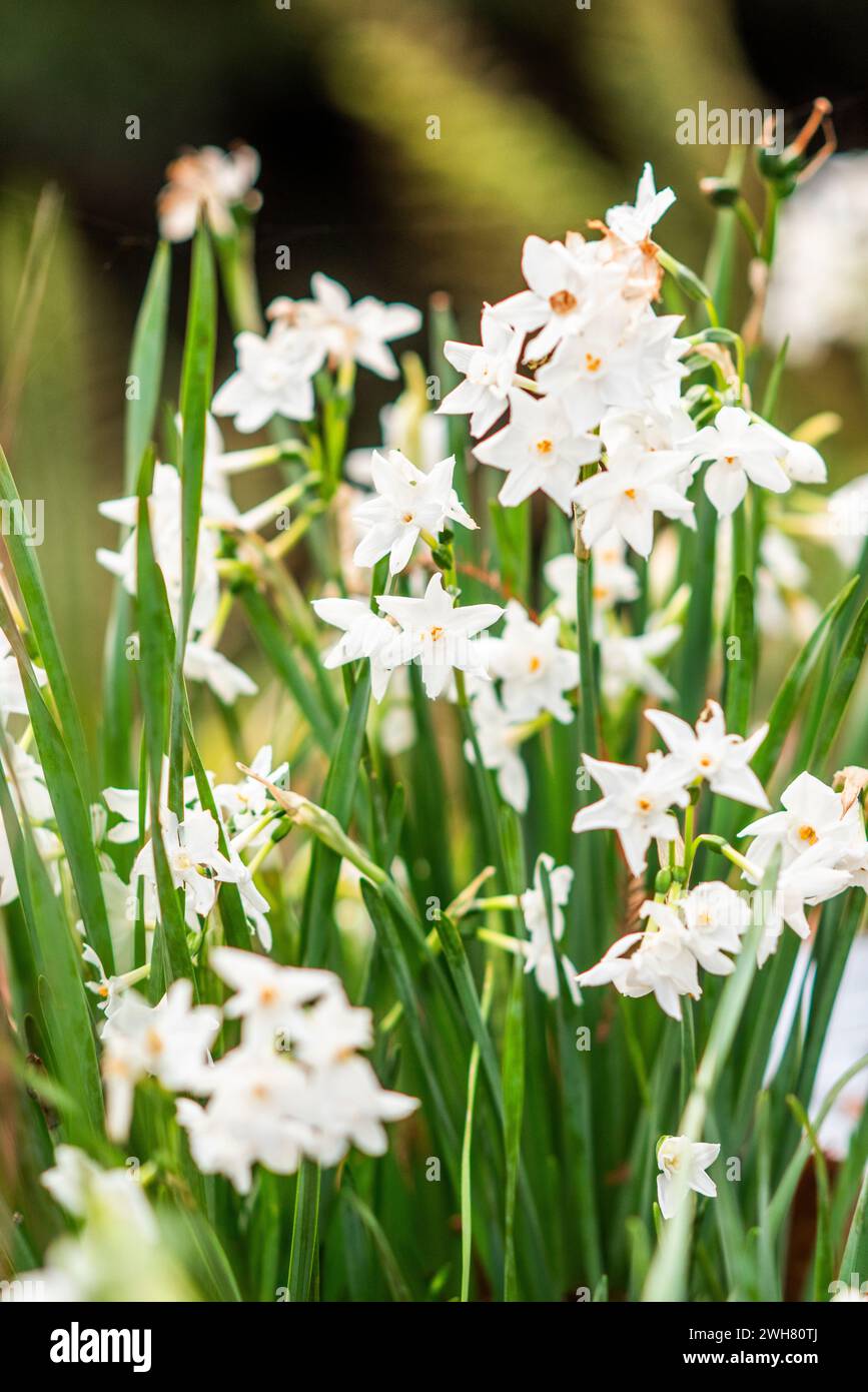 Paperwhite narcissus growing in the garden in spring Stock Photo - Alamy