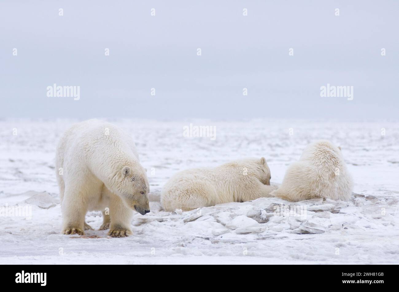 polar bears, Ursus maritimus, sow eating with her spring cubs along a ...