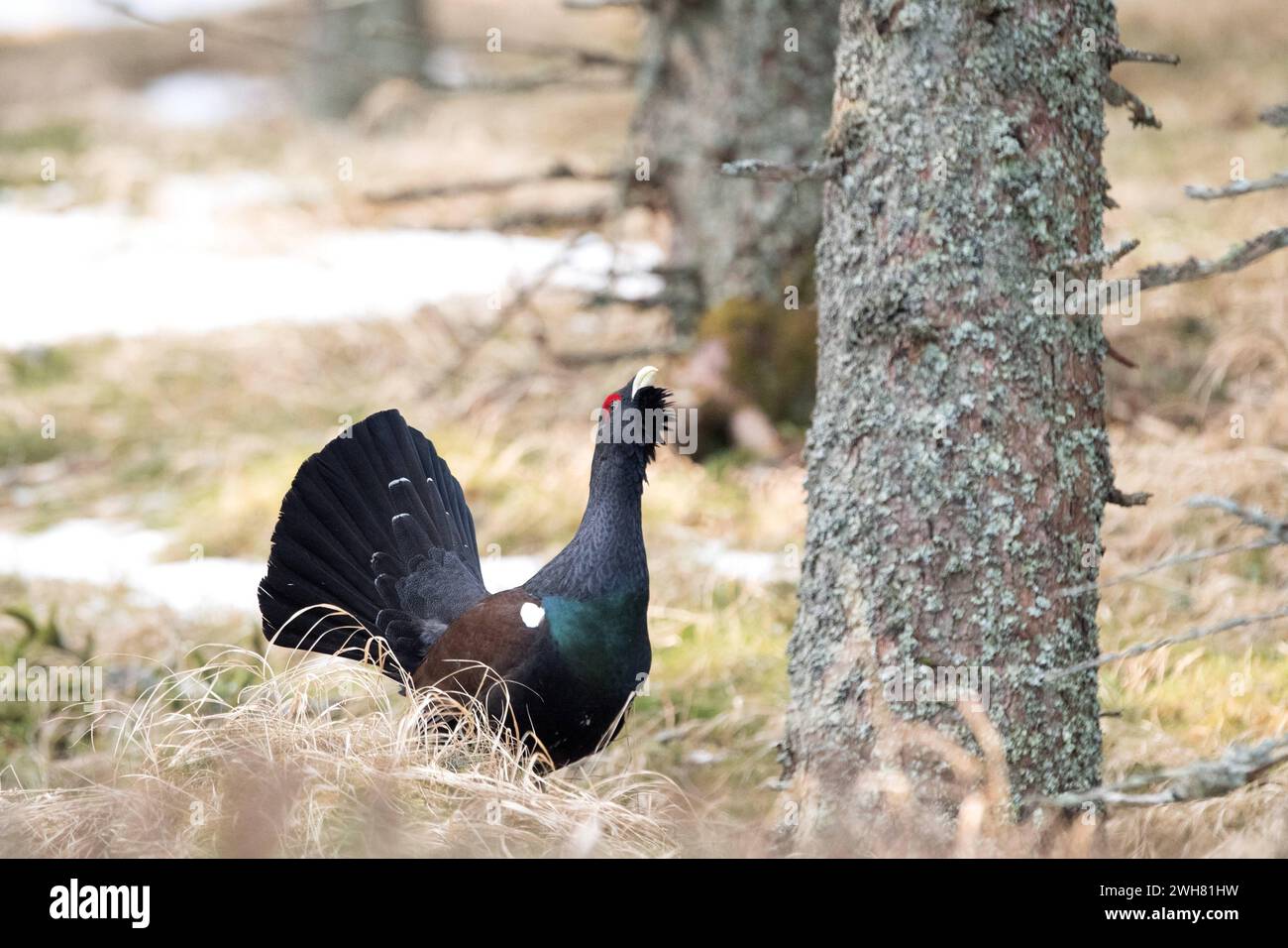 Auerhahn, Auerwild Balzzeit Auerhahn, Auerwild Balzzeit *** Capercaillie, capercaillie mating ...