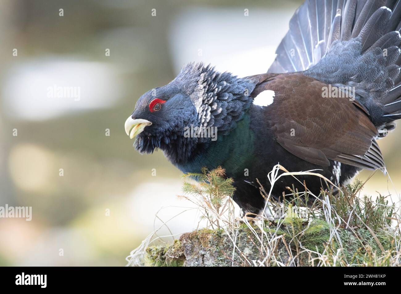 Auerhahn, Auerwild Balzzeit Auerhahn, Auerwild Balzzeit *** Capercaillie, capercaillie mating ...