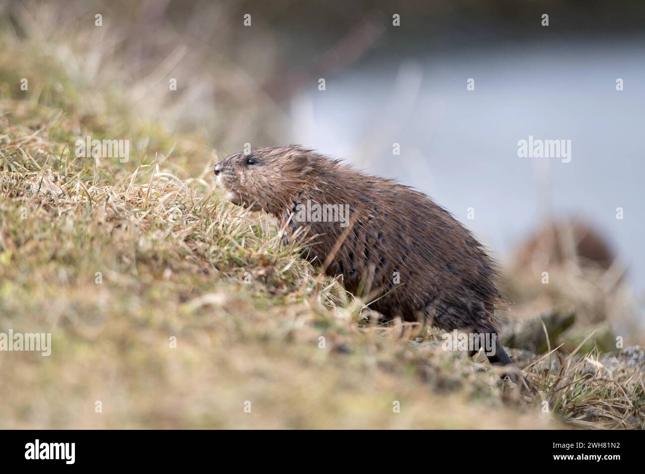Bisamratten hi-res stock photography and images - Alamy
