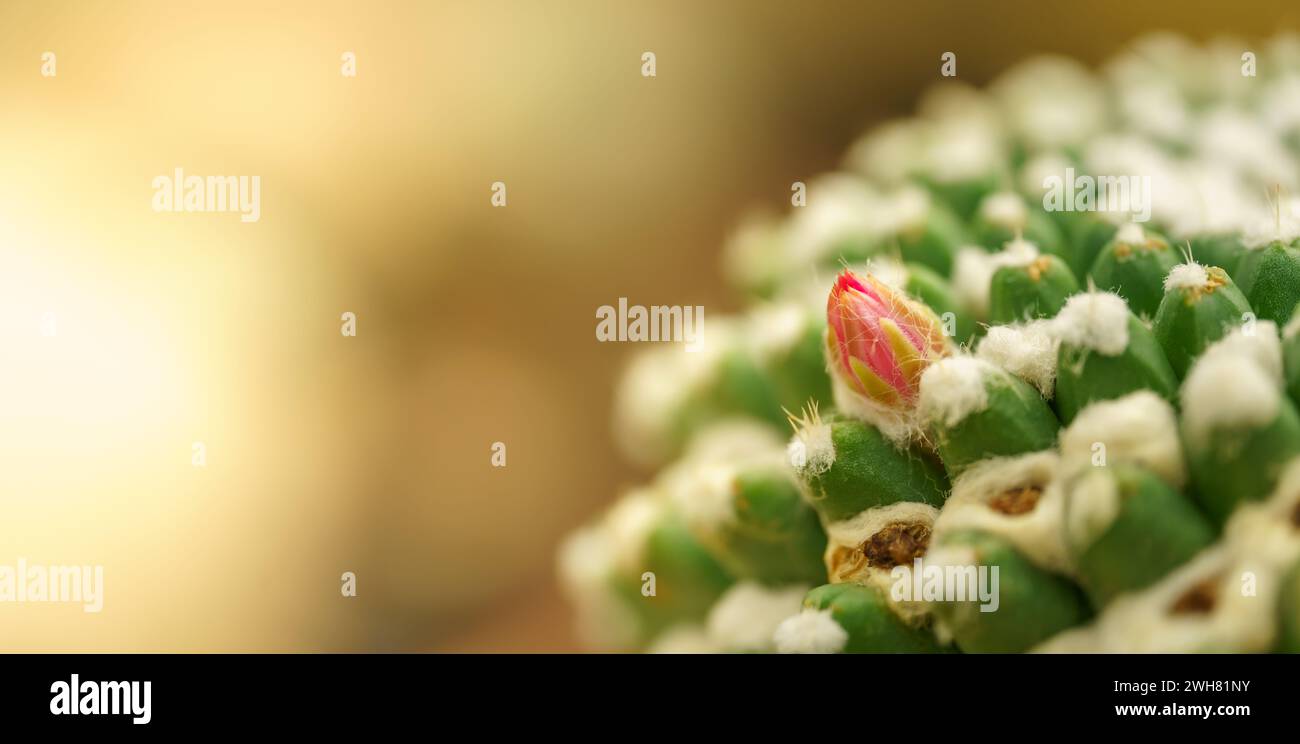 Closeup of young pink cuctus flower on blurred green and yellow in garden with copy space using ...