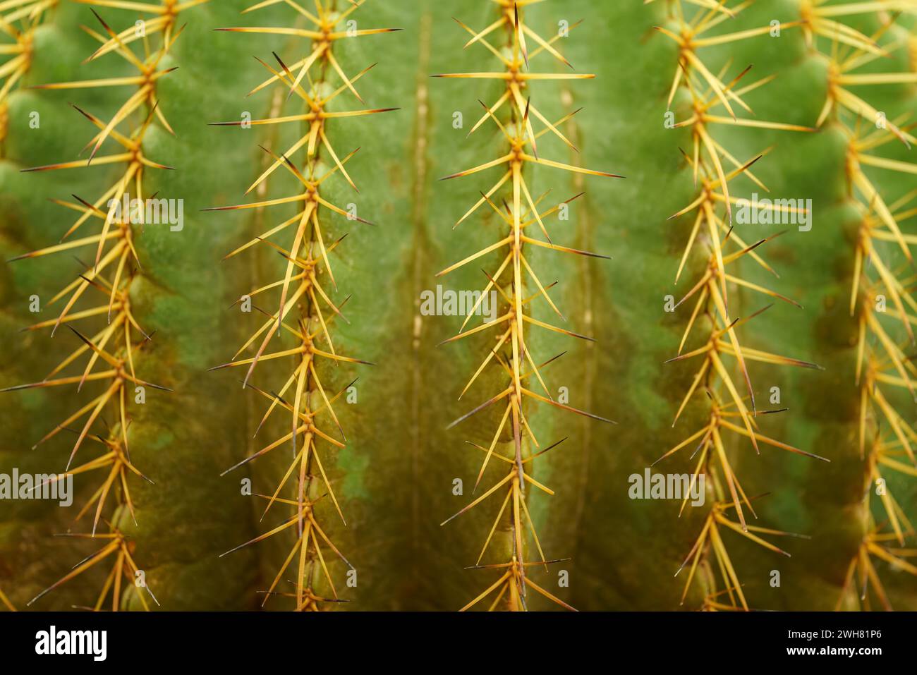 Closeup of green cuctus thorns in garden with copy space using as background wallpaper cover ...