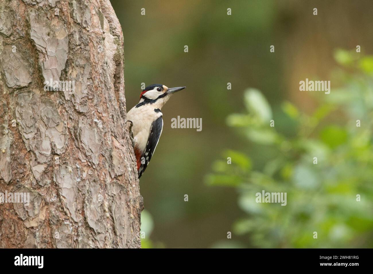 Buntspechte Brutgeschäft Buntspecht Buntspechte an Höhle *** Great ...