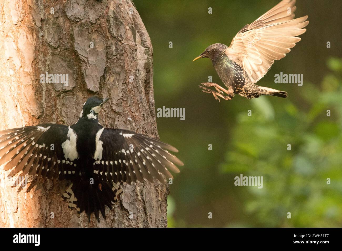 Buntspechte Brutgeschäft Buntspecht Buntspechte an Höhle *** Great ...