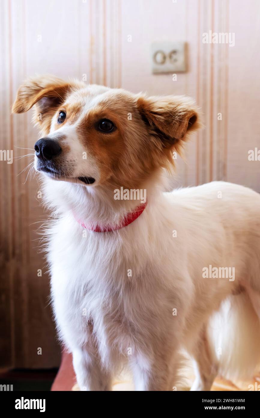 Red haired fluffy dog hi-res stock photography and images - Alamy