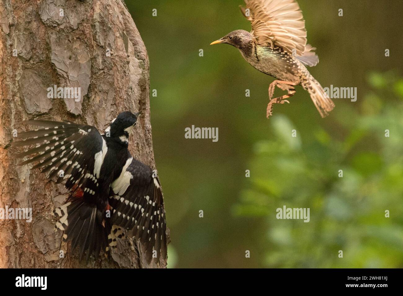 Buntspechte Brutgeschäft Buntspecht Buntspechte an Höhle *** Great ...