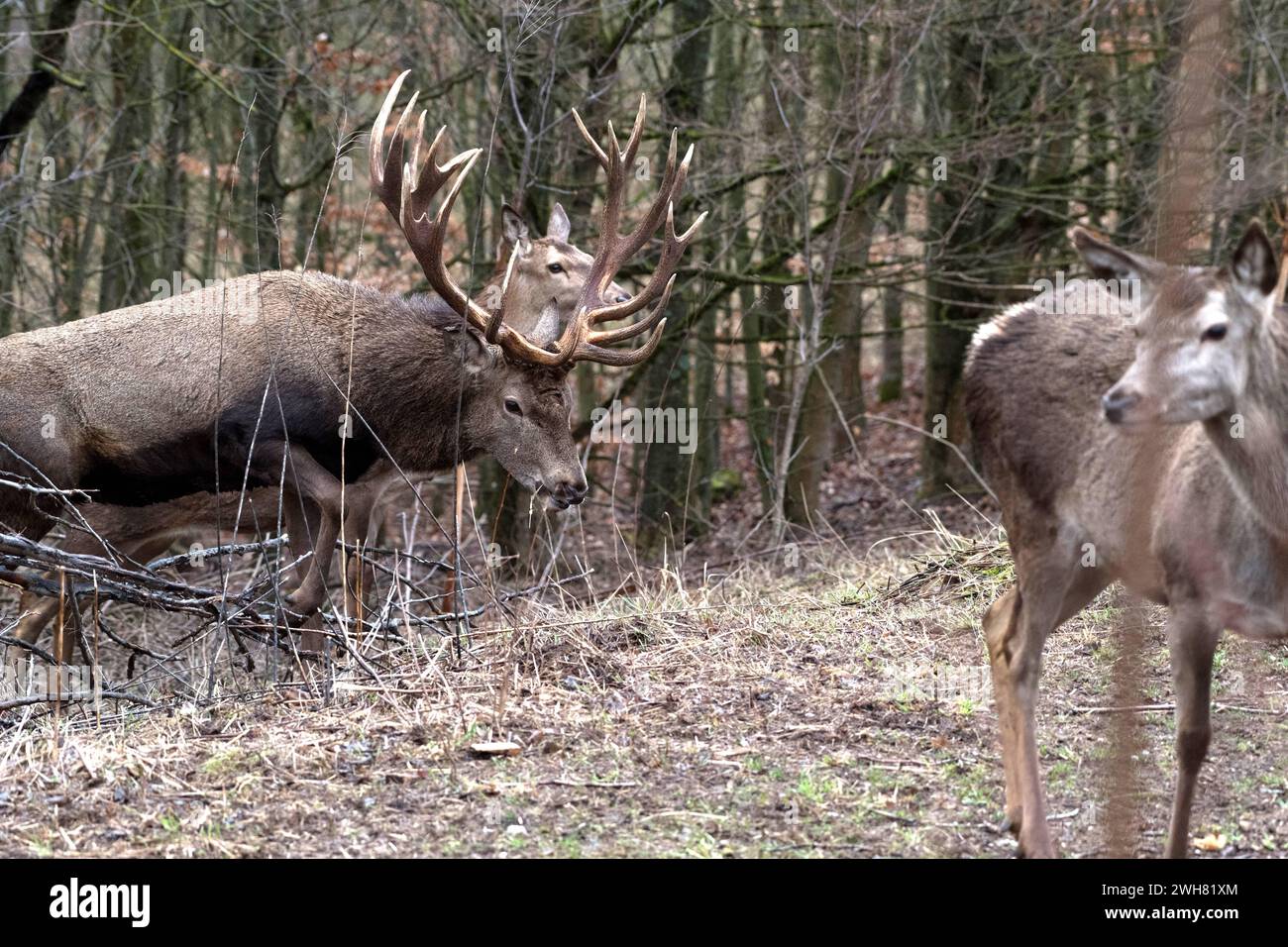 Rothirsch im Stangengehölz Rothirsch Rotwild *** Red deer in a copse ...