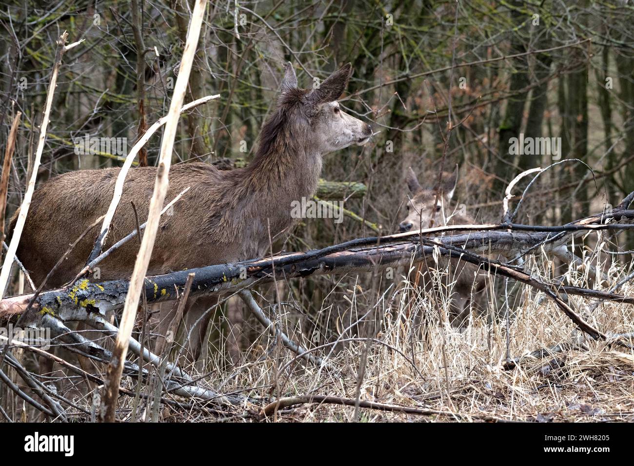 Rothirsch im Stangengehölz Rothirsch Rotwild *** Red deer in a copse ...