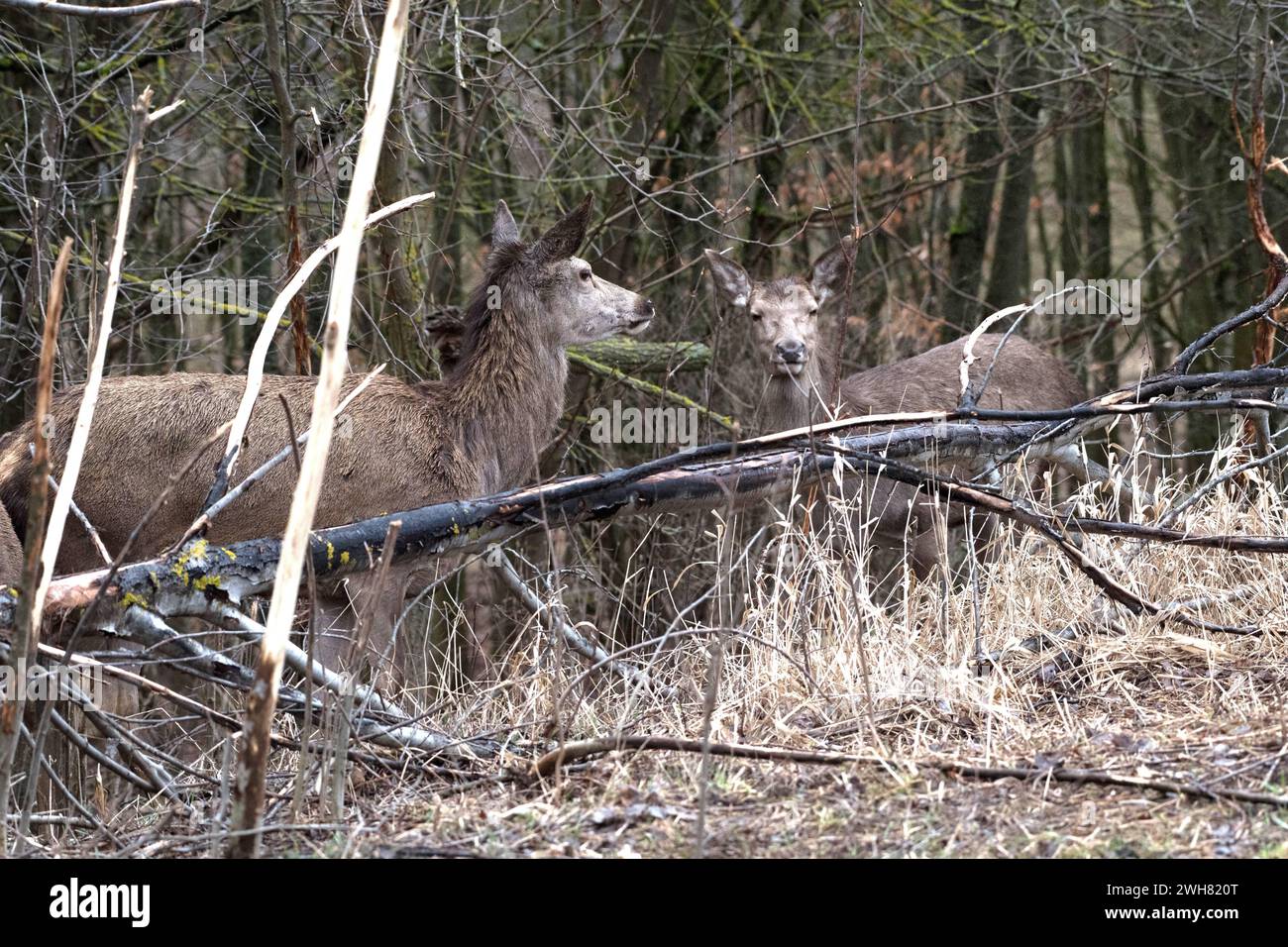 Rothirsch im Stangengehölz Rothirsch Rotwild *** Red deer in a copse ...