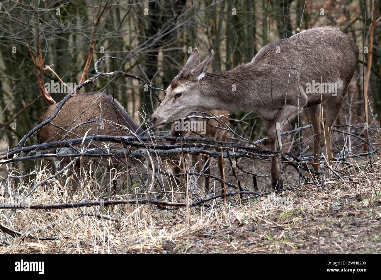 Rothirsch im Stangengehölz Rothirsch Rotwild *** Red deer in a copse ...