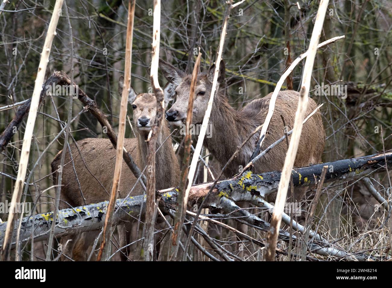 Rothirsch im Stangengehölz Rothirsch Rotwild *** Red deer in a copse ...