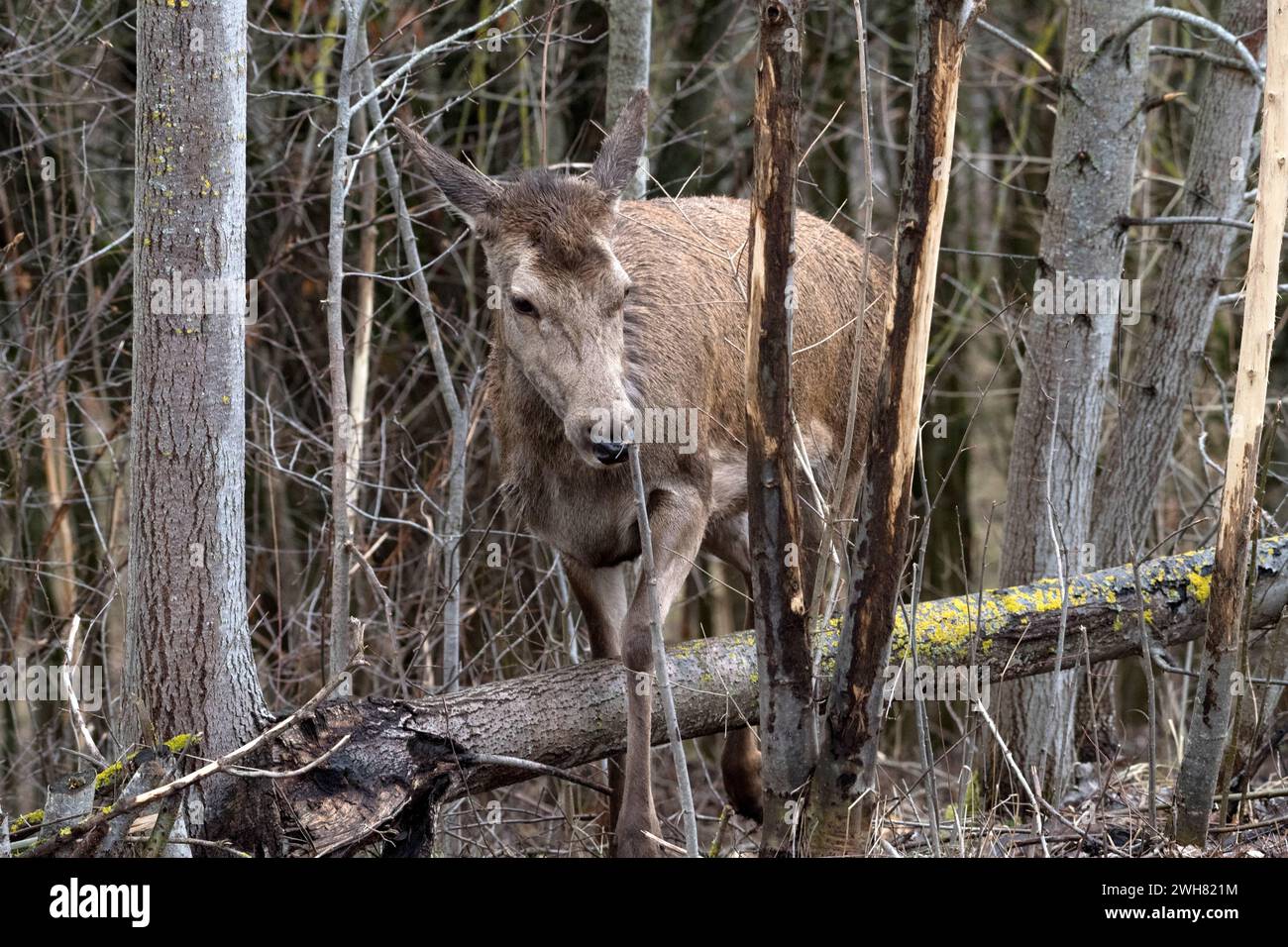 Rothirsch im Stangengehölz Rothirsch Rotwild *** Red deer in a copse ...