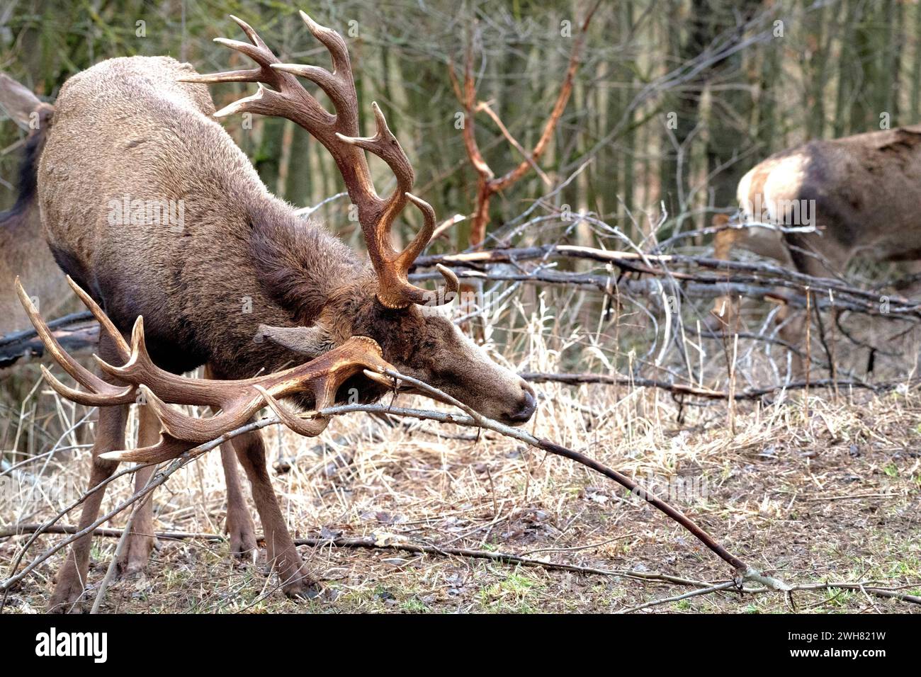 Rothirsch im Stangengehölz Rothirsch Rotwild *** Red deer in a copse ...